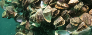 Don't Move A Mussel | Learn About Invasive Mussel Species